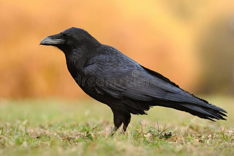 O Corvo Comum - Corax Do Corvus Imagem de Stock - Imagem de bico, fauna ...