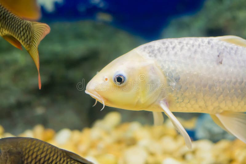 O Cyprinus Comum Carpio Da Carpa Foto de Stock - Imagem de colheita ...
