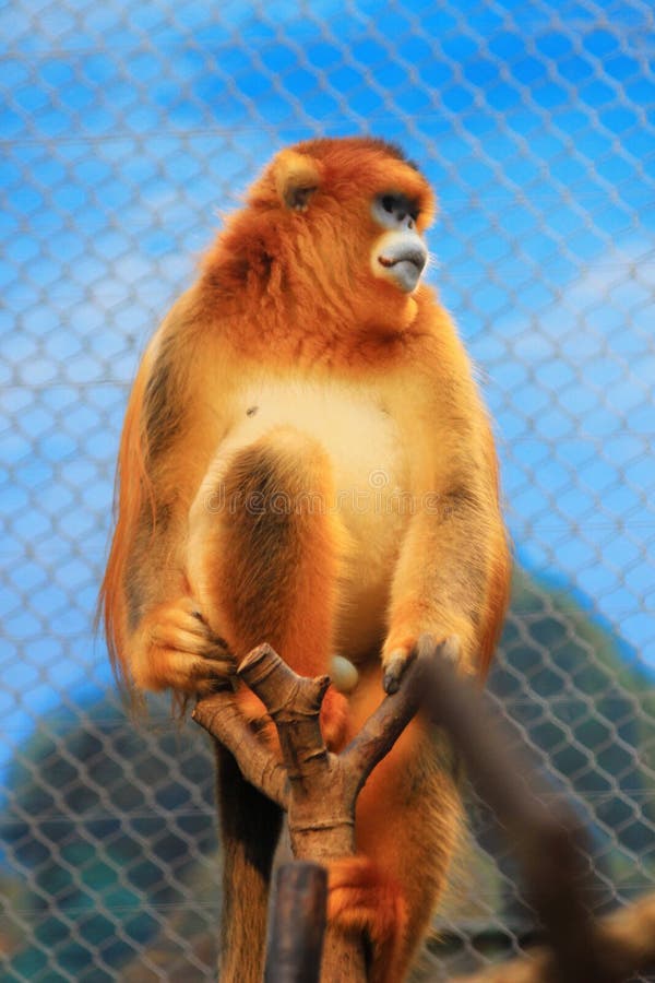 Macaco Rinopíthecus Roxellana, De Nariz Dourado, Sentado No Telhado Da ...