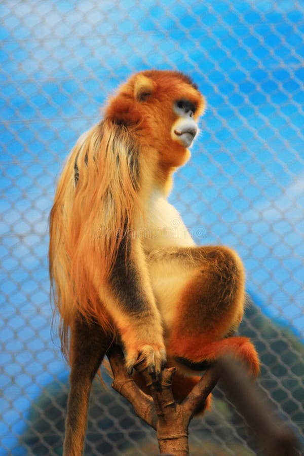 O Desprezo Dourado Cheirou O Macaco Em 2016 Foto de Stock - Imagem de ...