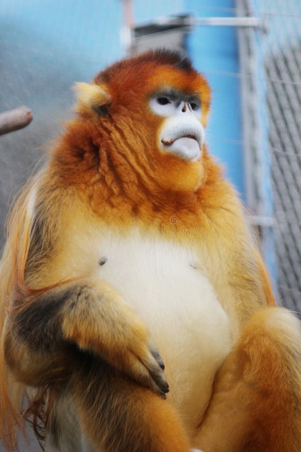 O Desprezo Dourado Cheirou O Macaco Em 2016 Foto de Stock - Imagem de ...