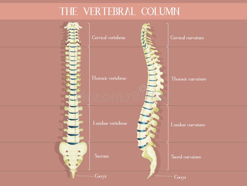 O Diagrama De Coluna Vertebral Ilustração Stock - Ilustração de ...