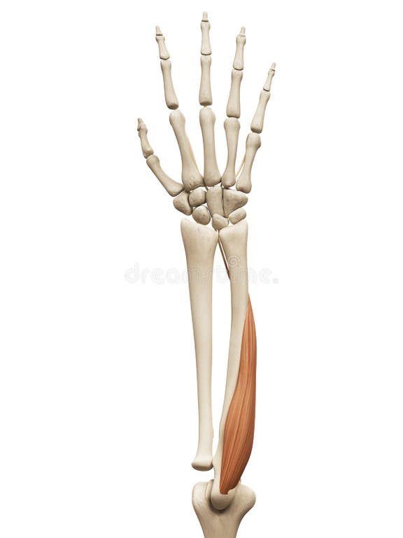 O Digitorum Da Flexor Profundus Ilustração Stock - Ilustração de ...
