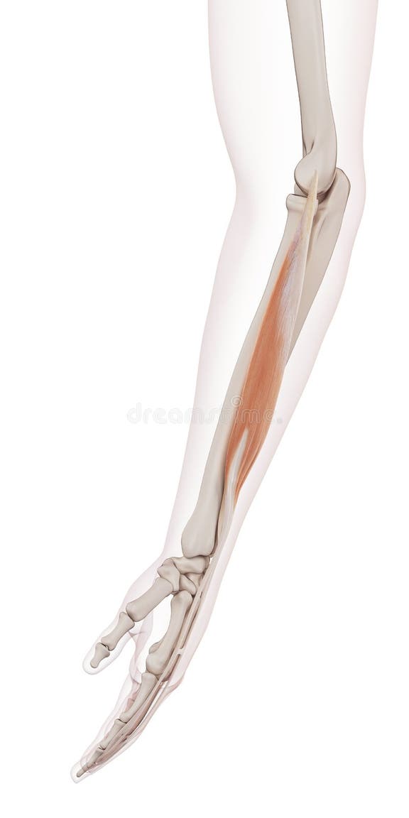 O digitorum do extensor ilustração stock. Ilustração de branco - 57548025