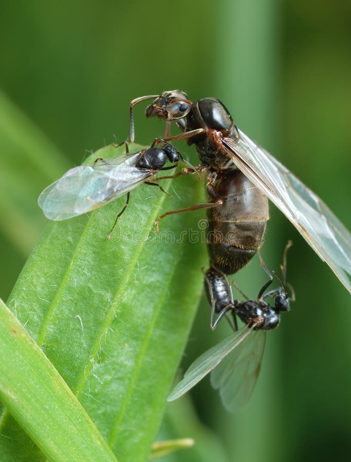 O Emparelhamento De Uma Formiga Preta Do Jardim Imagem de Stock ...