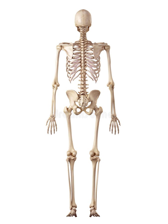 O esqueleto humano ilustração stock. Ilustração de anatomia - 56652824