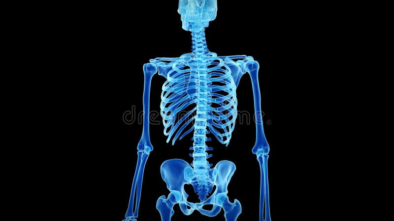 Anatomia Do Concha Nasal Inferior Do Esqueleto Humano 3d Renderização ...