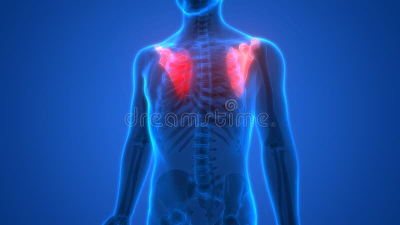 Omoplata Com O Osso Do úmero, Do Raio, Do Cúbito E Medula Espinal ...