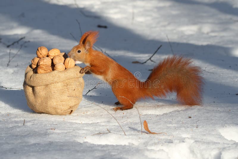 Esquilo escolhe nozes imagem de stock. Imagem de cabelo - 28389605