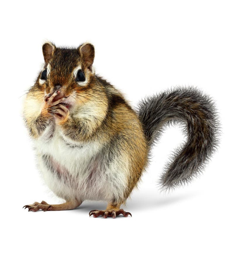 Esquilo Surpreendido Fecha a Boca Com As Patas, Isolado Sobre Fundo ...