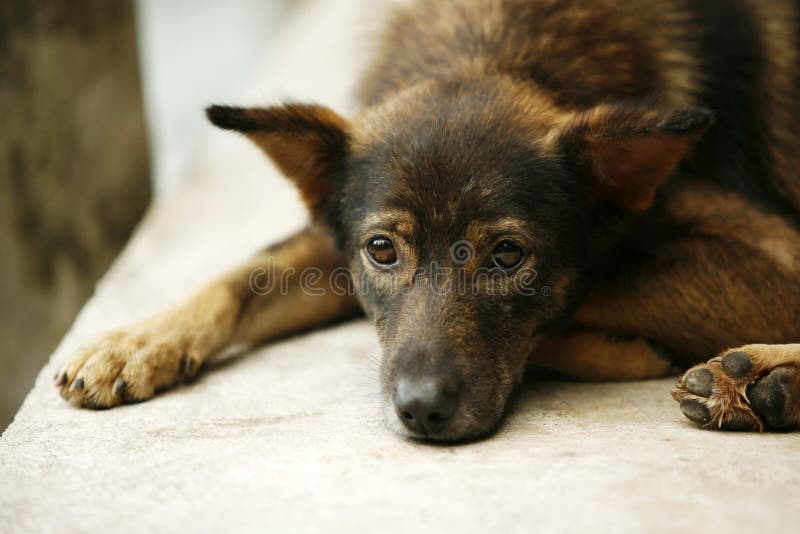 O Filhote De Cachorro Triste Foto de Stock - Imagem de pouco, grama ...