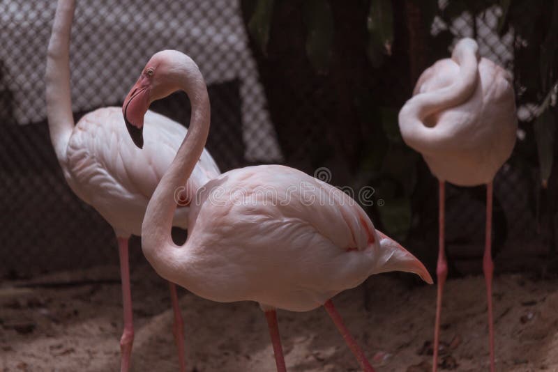 O Flamingo Bonito Relaxa E Enfeita-se Foto de Stock - Imagem de quênia ...