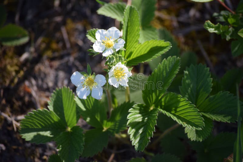 Flor Das Plantas De Morango Que Crescem Na Tampa Exterior Da Estufa ...