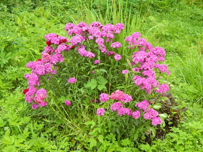 O Flox Cor-de-rosa Floresce O Close-up Foto de Stock - Imagem de flox ...