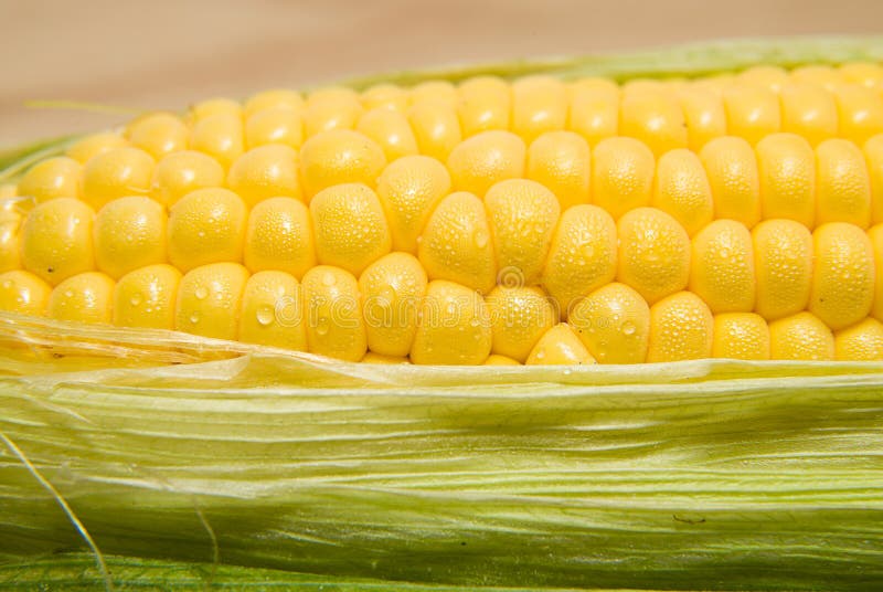 O Fruto Das Sementes Do Close Up Do Milho Foto de Stock - Imagem de ...