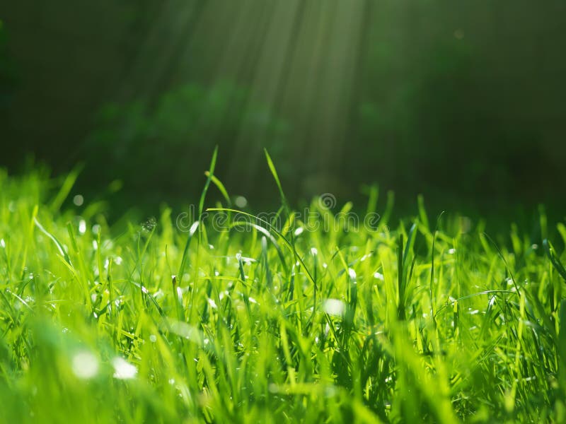 O Fundo Com Grama Verde, Orvalha Nos Raios Do Sol Bokeh Foto de Stock ...