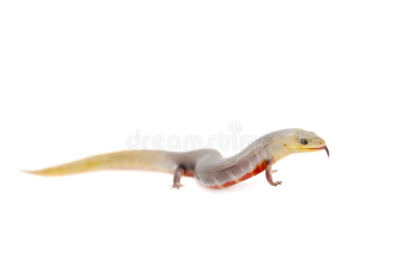 O Galliwasp Brasileiro No Branco Foto de Stock - Imagem de beleza ...