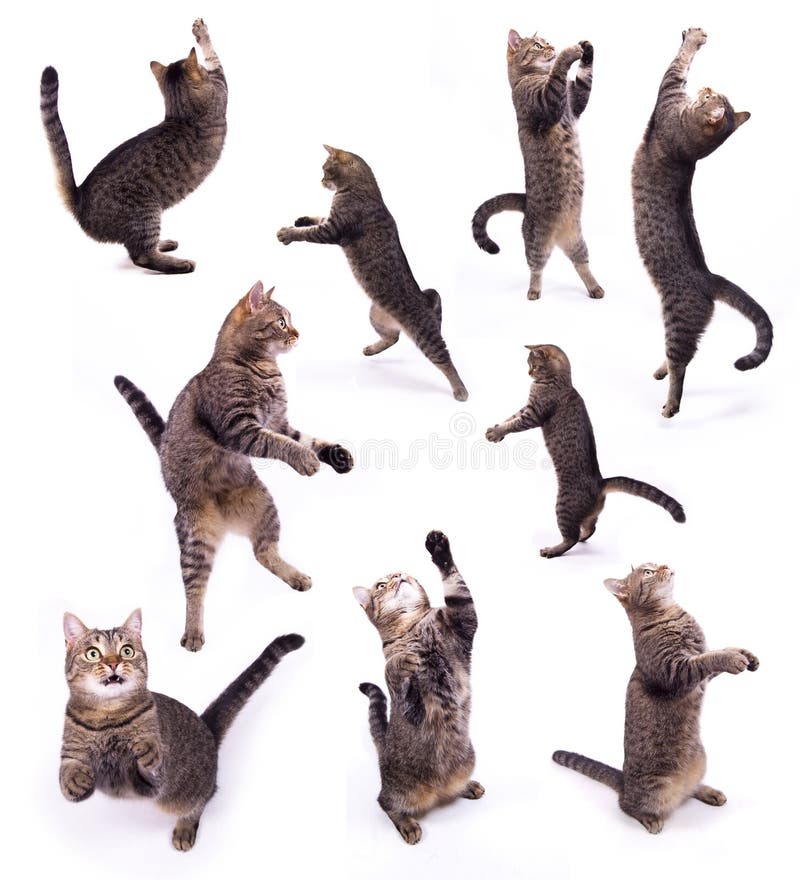 O gato bípede foto de stock. Imagem de branco, incomun - 11823778