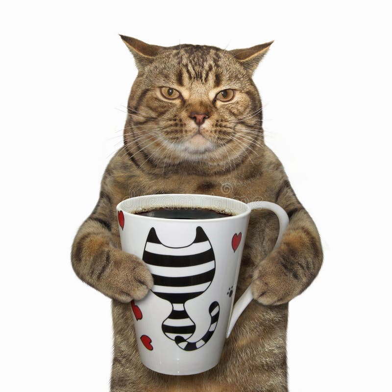 O Gato Guarda Um Copo Com Café Imagem de Stock - Imagem de vermelho ...