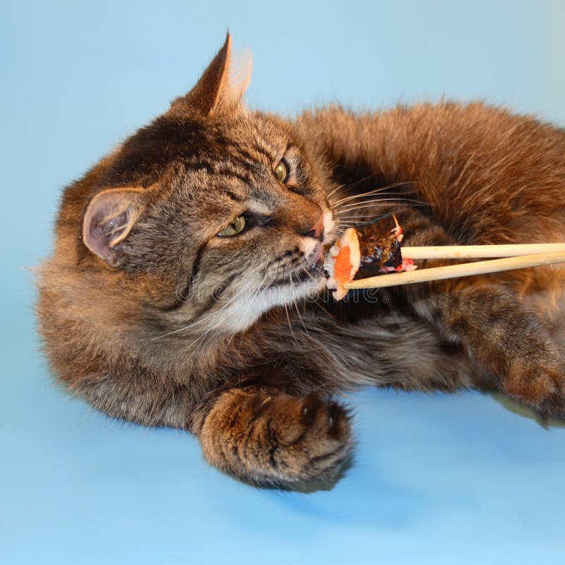 O gato marrom foto de stock. Imagem de verde, arroz, casa - 3761028