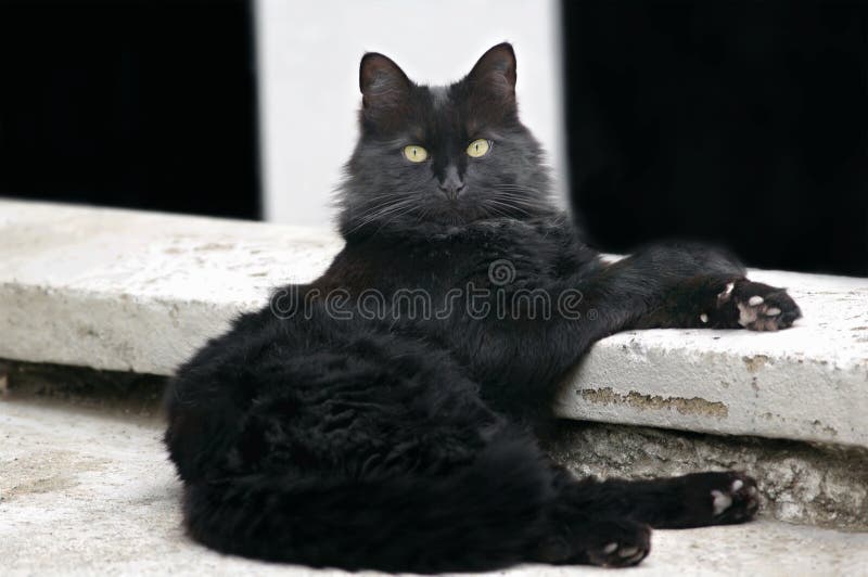 O gato relaxa imagem de stock. Imagem de detalhe, felino - 12520693