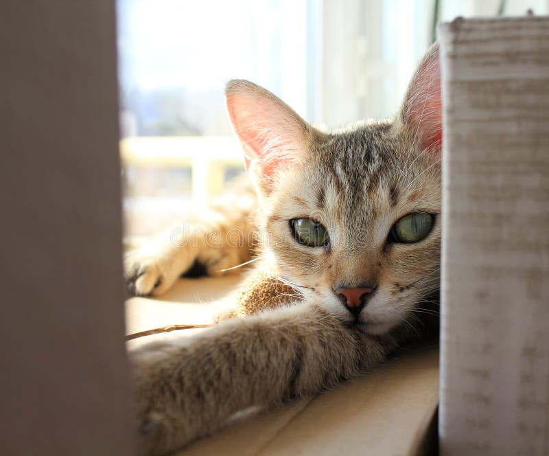 O gato relaxa imagem de stock. Imagem de verde, delicioso - 33718911