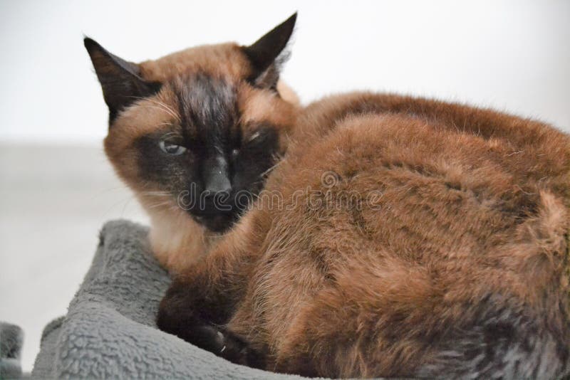 O Gato Siamese Assustado Relaxa Imagem de Stock - Imagem de relaxa ...