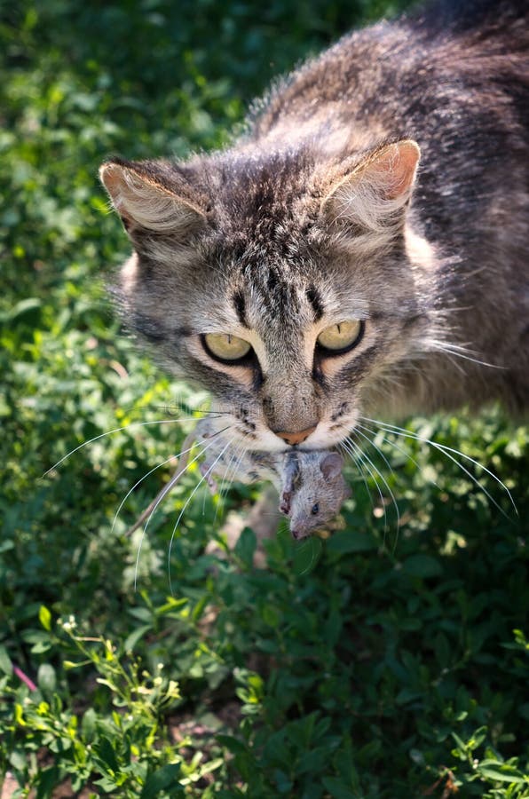 O Gato Travou Um Rato Em Sua Boca Foto de Stock - Imagem de fundo, gato ... O Gato Travou Um Rato Em Sua Boca Foto de Stock - Imagem de fundo, gato ...