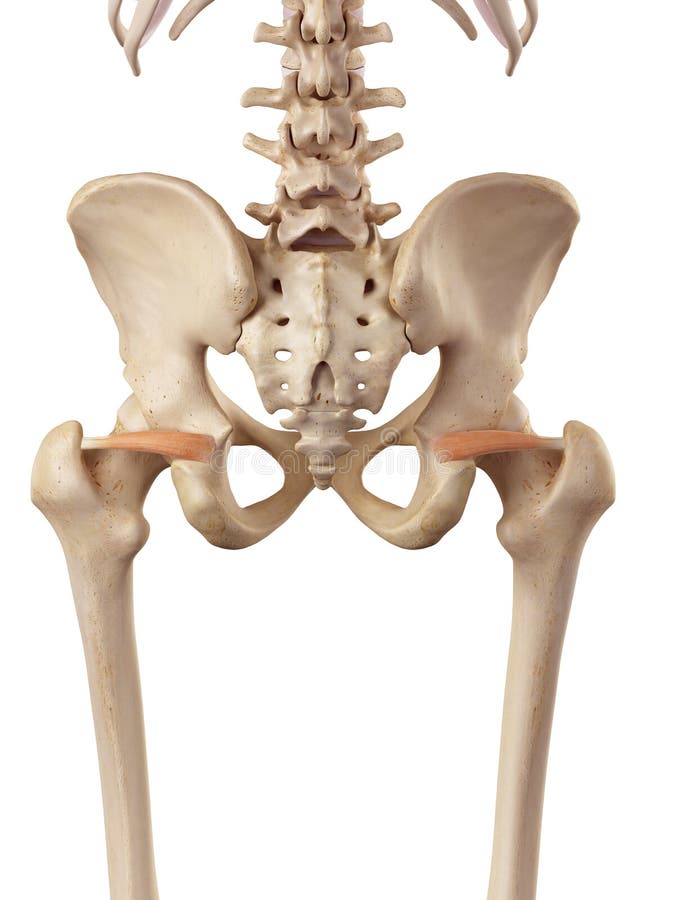 O coccygeus ilustração stock. Ilustração de quadril, biologia - 56286286