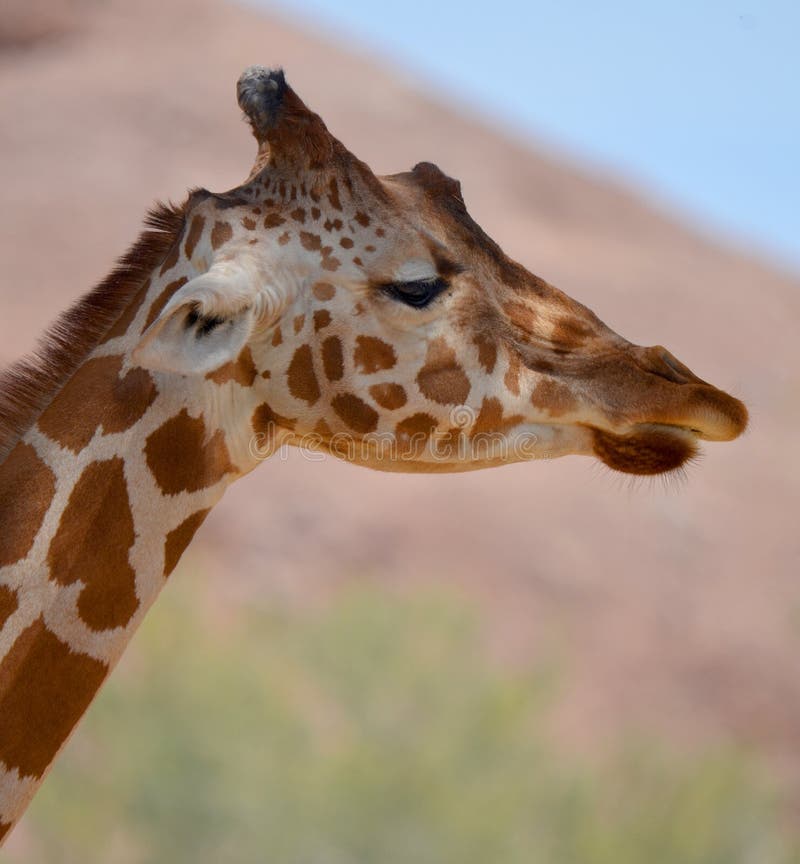 O girafa foto de stock. Imagem de cara, pares, boca, masai - 84509866