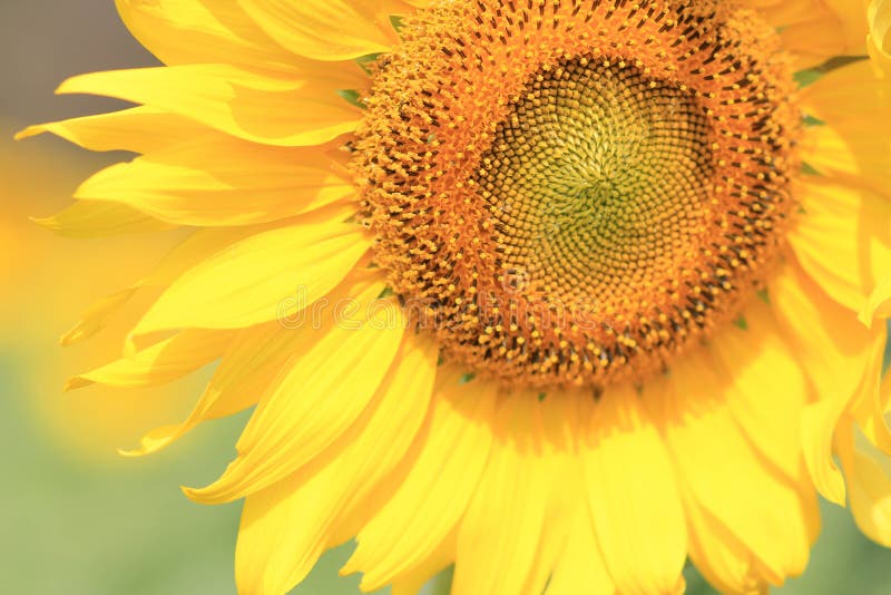 O girassol colorido imagem de stock. Imagem de elefante - 44718869