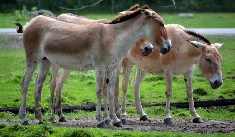 O Onagro Israel Fotos - Fotos de Stock Gratuitas e Fotos Royalty-Free ...