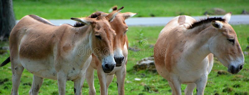 O Onagro Israel Fotos - Fotos de Stock Gratuitas e Fotos Royalty-Free ...