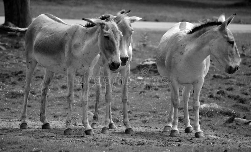 O Onagro Israel Fotos - Fotos de Stock Gratuitas e Fotos Royalty-Free ...