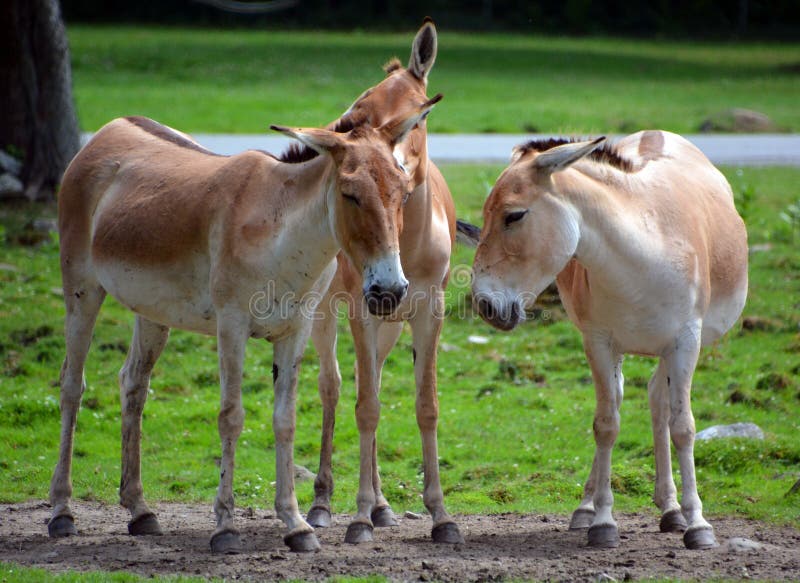 O Onagro Israel Fotos - Fotos de Stock Gratuitas e Fotos Royalty-Free ...