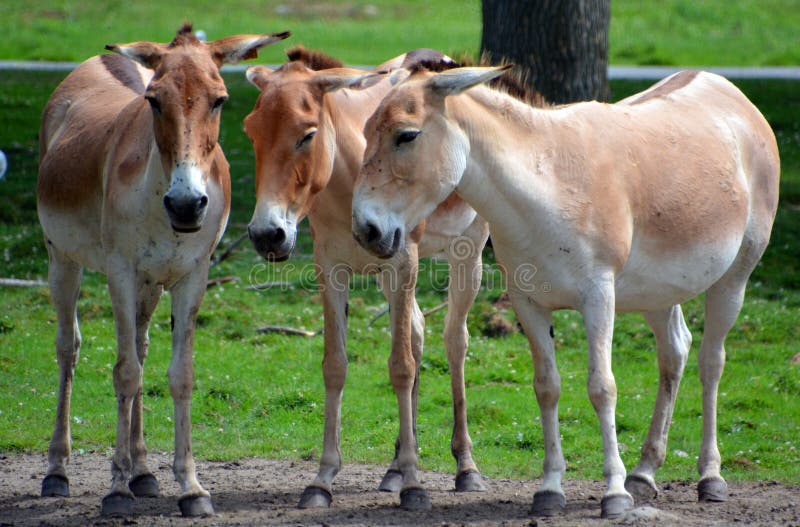 O Onagro Israel Fotos - Fotos de Stock Gratuitas e Fotos Royalty-Free ...