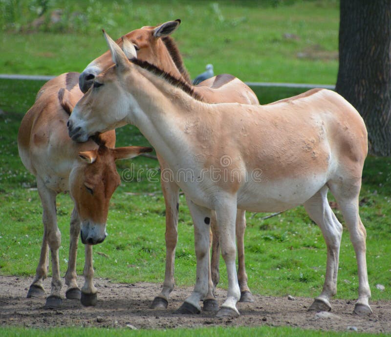 O onagro foto de stock. Imagem de cultivar, fazenda, grande - 98119686