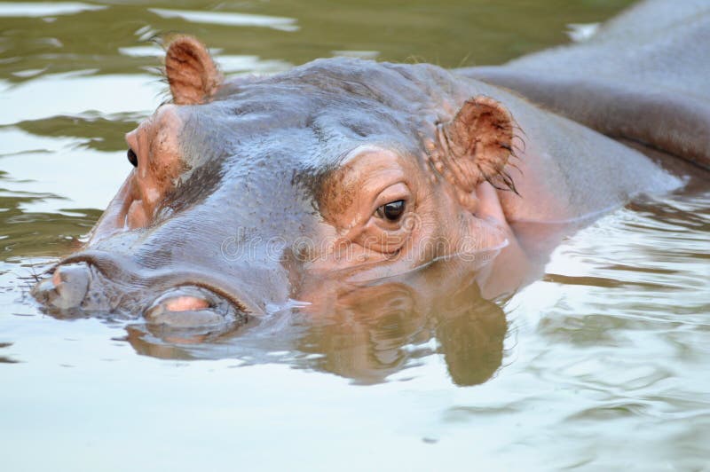 O hipopótamo foto de stock. Imagem de orelha, olho, respire - 7825134