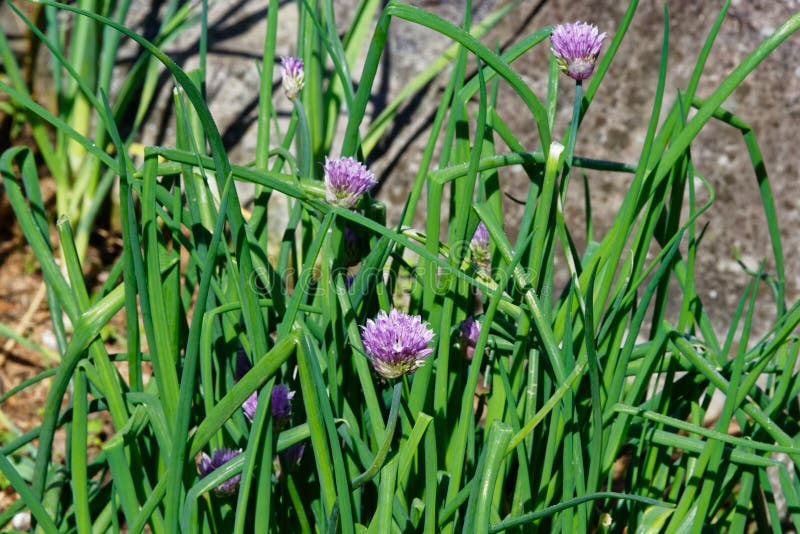 O Jardim Da Casa Com Cebolinho Verde E As Flores Roxas Imagem de Stock ...