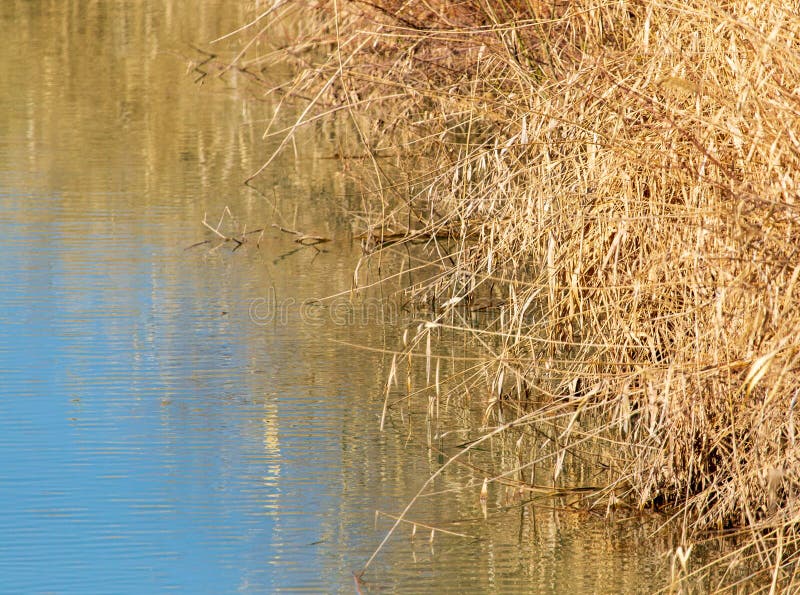 O Junco Seco Cresce No Banco De Rio Foto de Stock - Imagem de palha ...