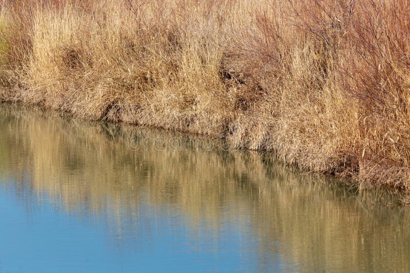 O Junco Seco Cresce No Banco De Rio Foto de Stock - Imagem de flora ...