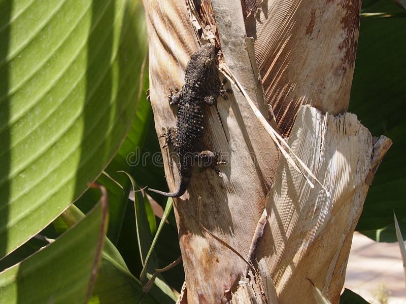 O lagarto preto pequeno imagem de stock. Imagem de réptil - 72557611