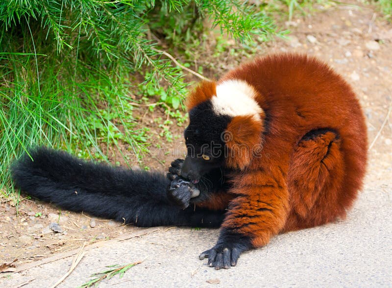 O Lemur Vermelho De Ruffed (rubra De Varecia) Foto de Stock - Imagem de ...