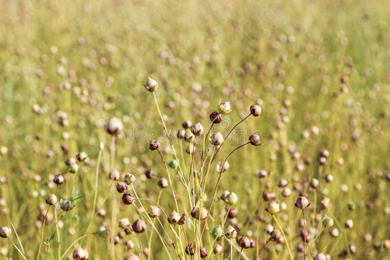 Planta Do Linho, Campo No Verão Agosto Foto de Stock - Imagem de flor ...