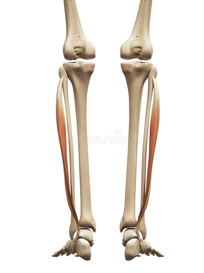 Os fibularis brevis ilustração stock. Ilustração de ossos - 45575442