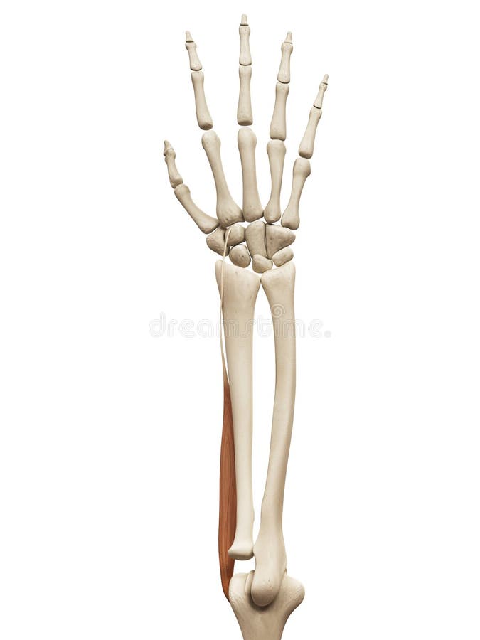 O Músculo Extensor Radial Longo Do Carpo Ilustração Stock - Ilustração ...