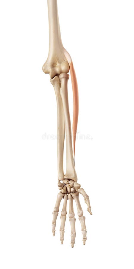 O Extensor Radial Longo Do Carpo Ilustração Stock - Ilustração de ...