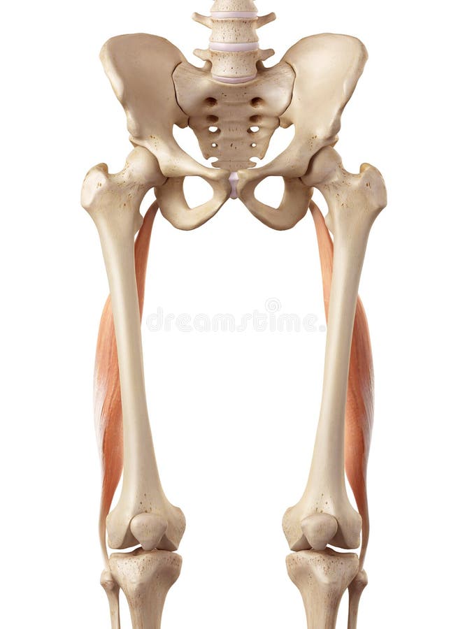 O longus femoris do bíceps ilustração stock. Ilustração de osso - 56286779