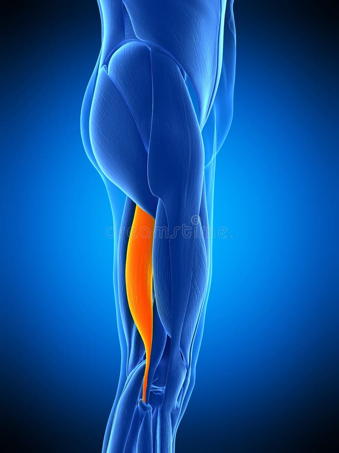 O longus femoris do bíceps ilustração stock. Ilustração de homem - 72487319