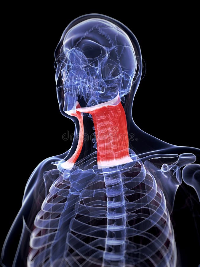 Anatomia Muscular Do Platisma Para O Conceito Médico 3d Ilustração ...